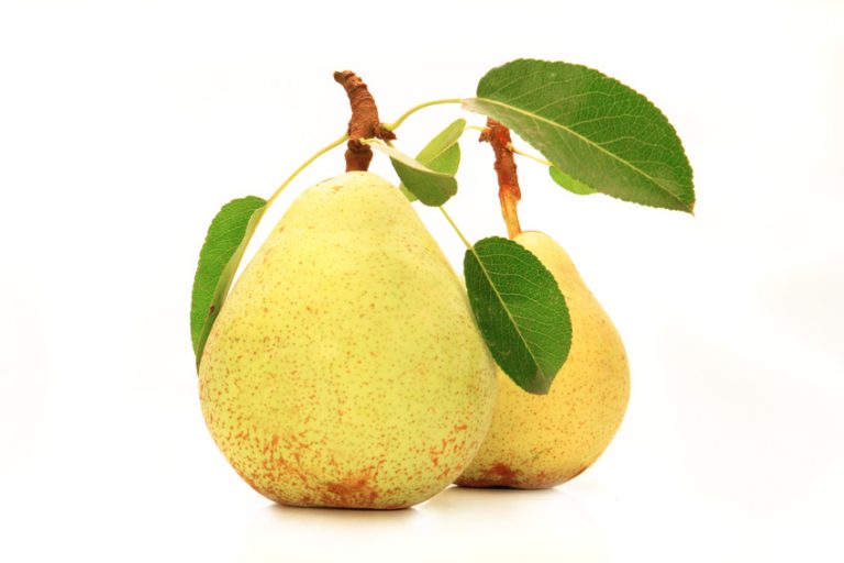 Williams Birne - die Königin der Birnen | Pircher Williams